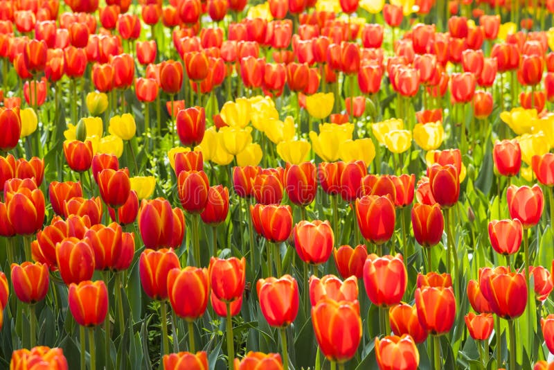 Fleurs Rouges Et Jaunes De Tulipes Image stock - Image du jaune ...
