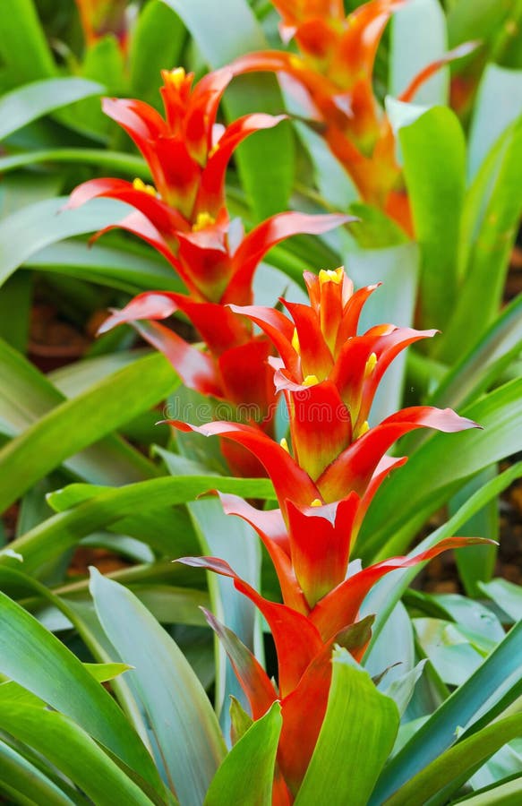 Fleurs Rouges Jaunes De Bromélia Image stock - Image du ornemental ...