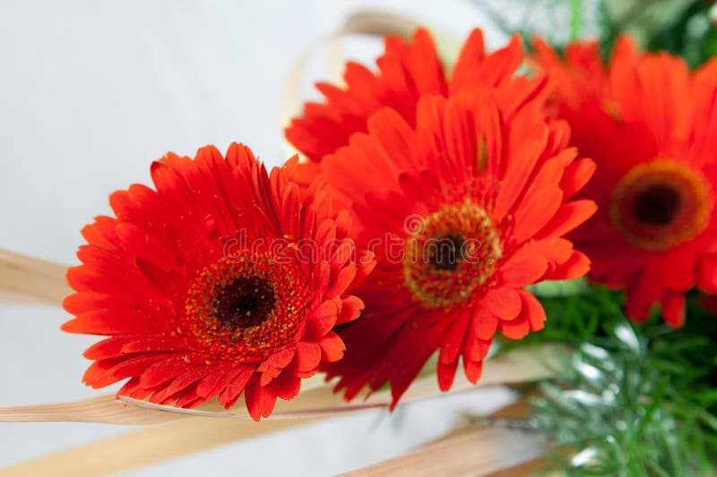 Marguerite rouge photo stock. Image du over, beauté, nature - 126592