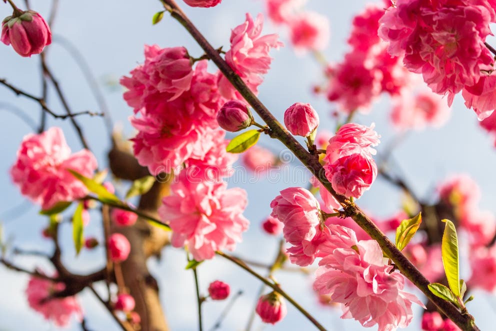 Fleurs Rouges Sur Des Branches D'arbre Image stock - Image du centrale ...