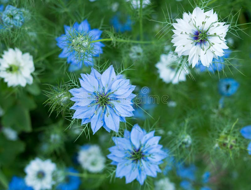 Fleurs Sativa De Nigella - Herbe, Fleurs Blanches Ou Roses Bleues Photo ...