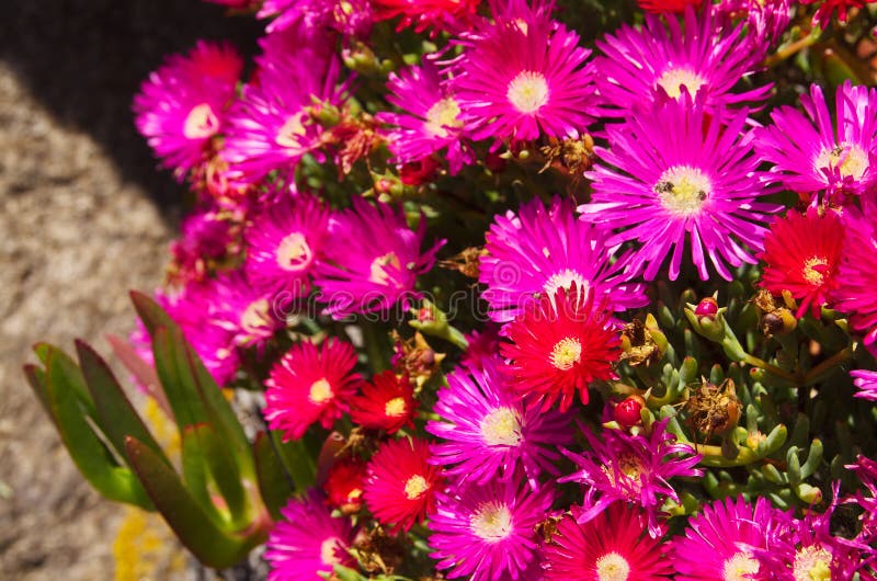 3,040 Photos de Figue De Mer - Photos de stock gratuites et libres de ...