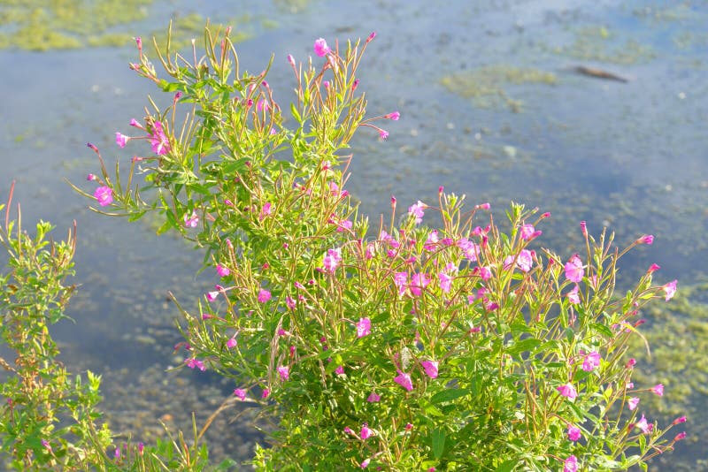 Fleurs sauvages roses photo stock. Image du scénique - 89927084