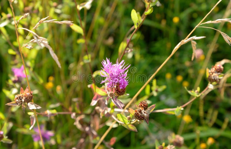 Fleurs sauvages roses photo stock. Image du scénique - 89927084