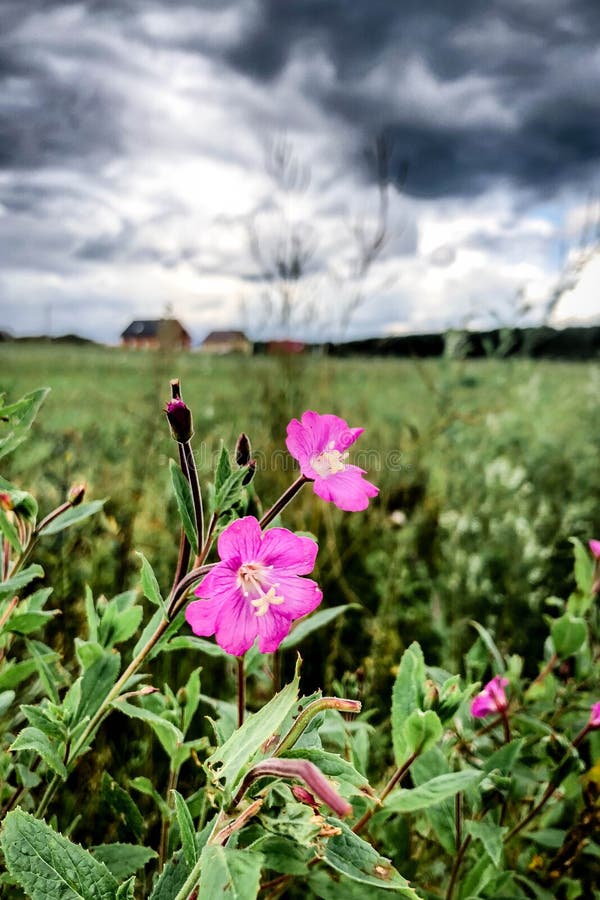Fleurs Sauvages Roses Dans Le Terrain Image stock - Image du couleur ...