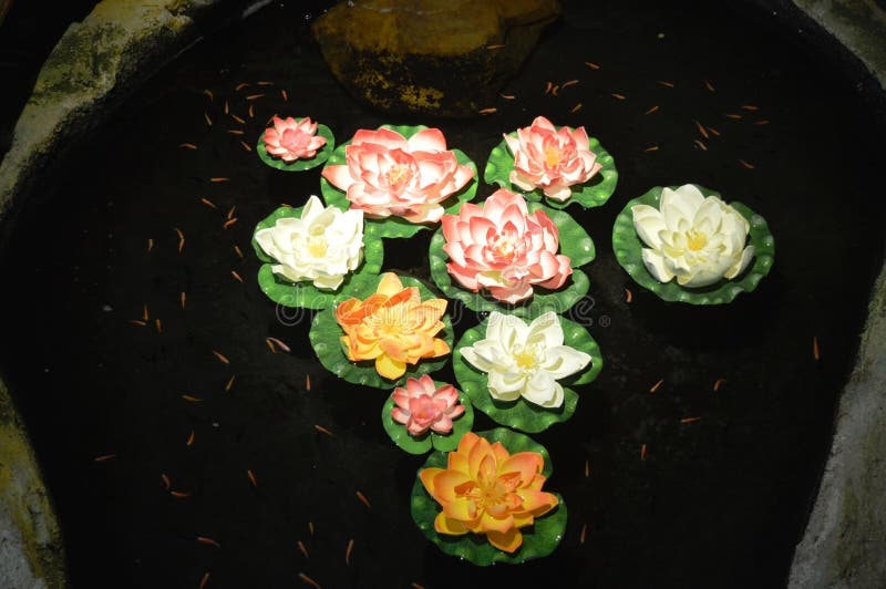 Fleurs Sur L'eau Image. Image: 2096964