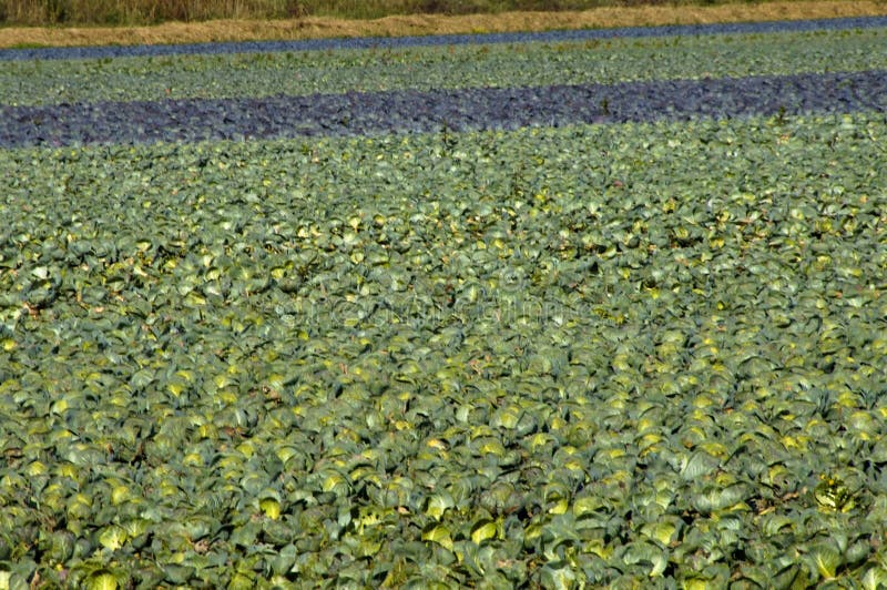 Flevo polder stock image. Image of dutch, countryside - 93396979