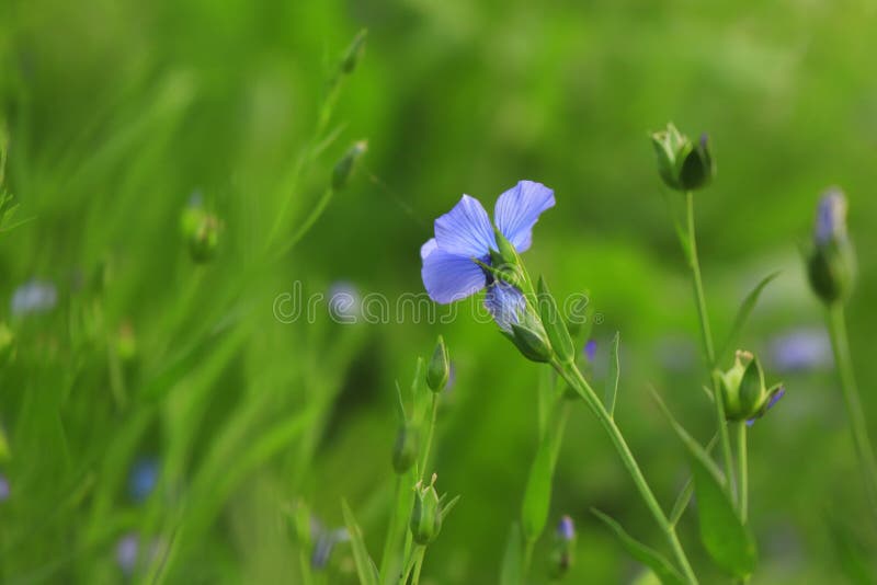 152 Flex Flower Vector Stock Photos - Free & Royalty-Free Stock Photos ...