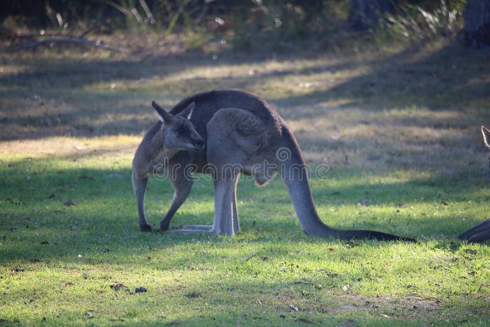 Flexing Grey Kangaroo stock image. Image of australian - 105104139