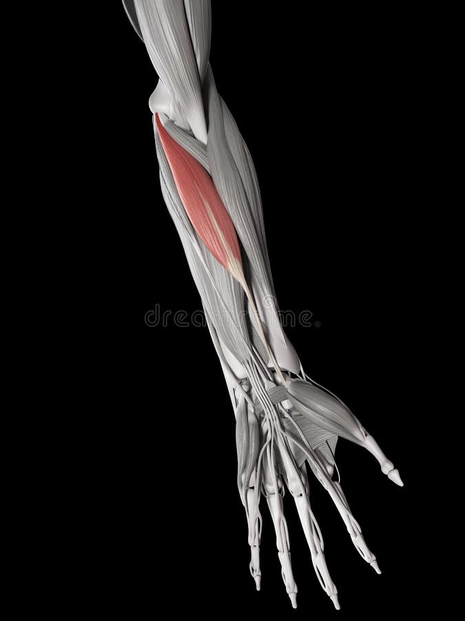 The flexor carpi radialis stock illustration. Illustration of ...