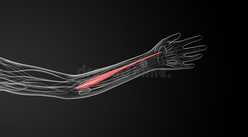 Flexor carpi radialis stock illustration. Illustration of anatomy ...