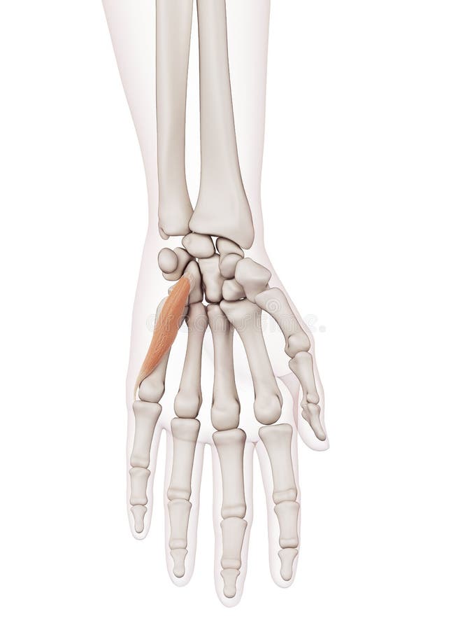 The Flexor Digiti Minimi Brevis Stock Illustration - Illustration of ...