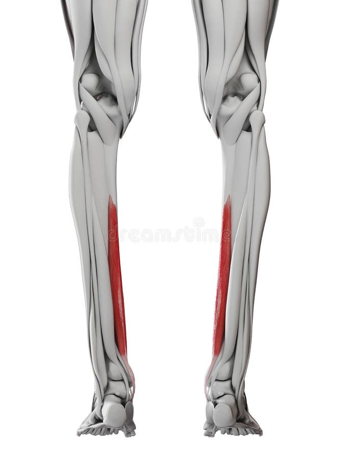 The Flexor Digitorum Longus Stock Illustration - Illustration of ...