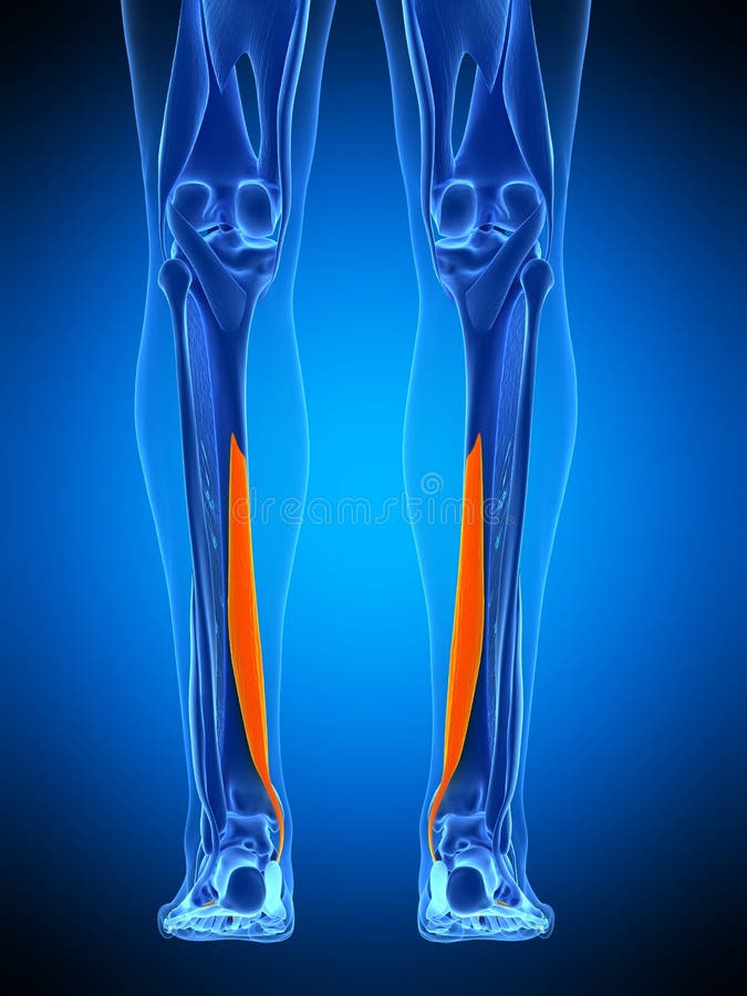 The Flexor Digitorum Longus Stock Illustration - Illustration of ...