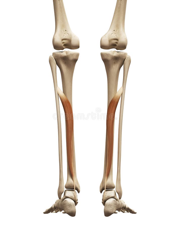 Flexor Hallucis Longus Cadaver