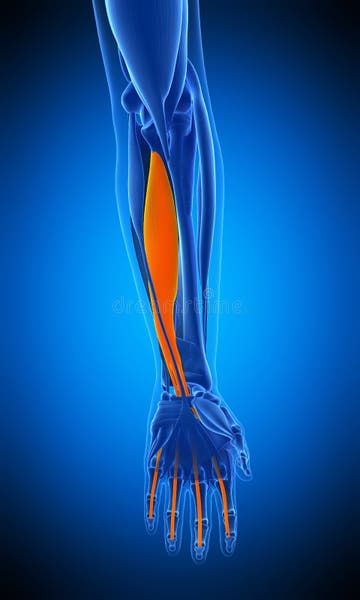 Flexor Digitorum Stock Illustrations – 1,296 Flexor Digitorum Stock ...