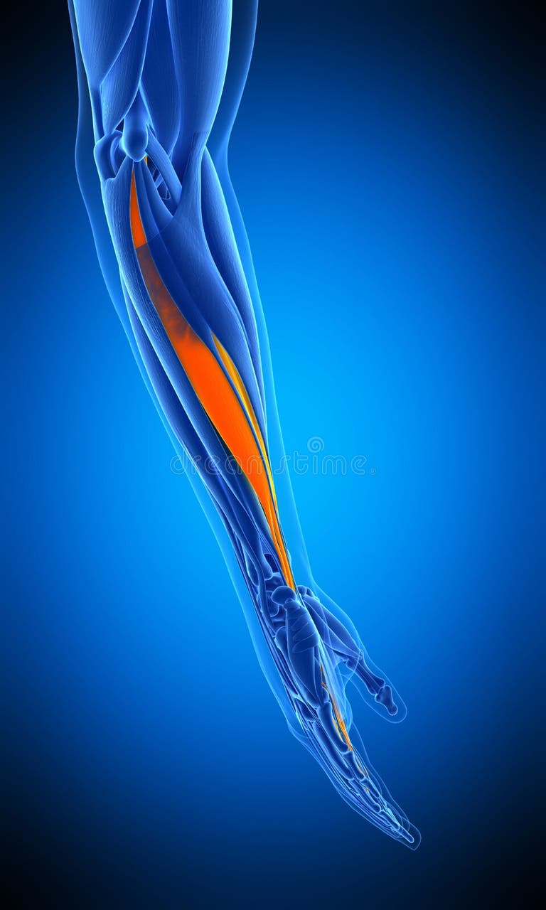 Flexor Digitorum Stock Illustrations – 1,296 Flexor Digitorum Stock ...