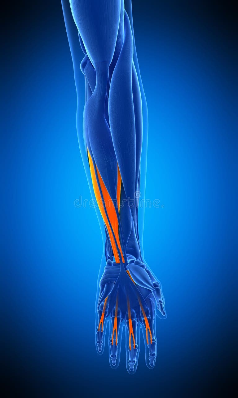 Flexor Digitorum Superficialis Stock Illustrations – 578 Flexor ...
