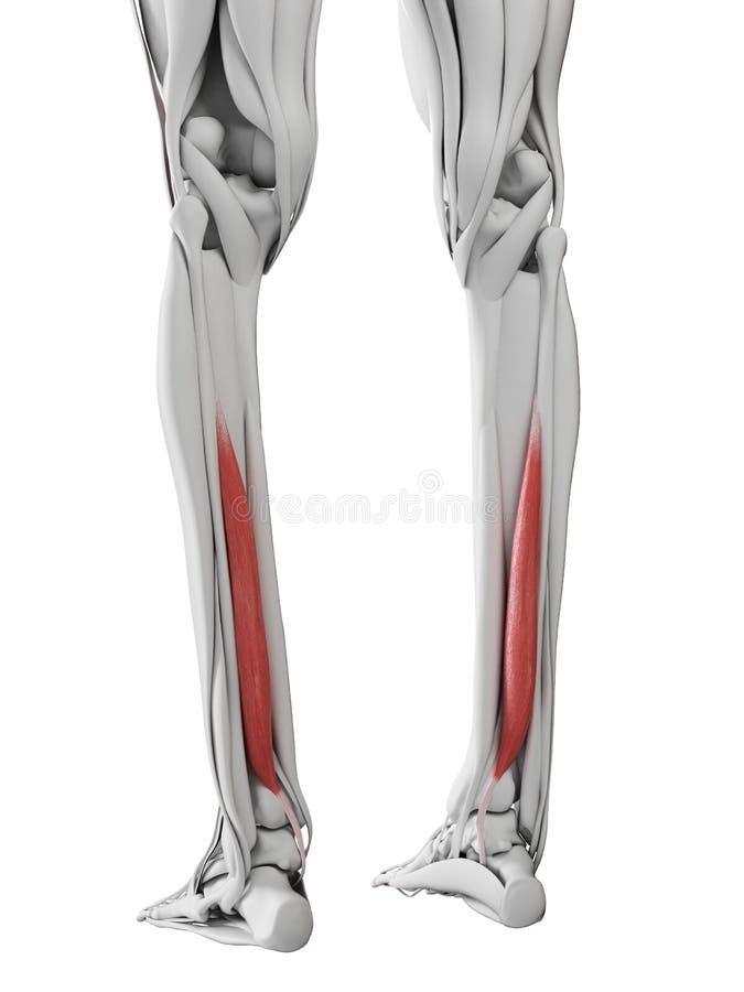 Flexor Hallucis Longus Muscle Anatomy for Medical Concept 3D Stock ...