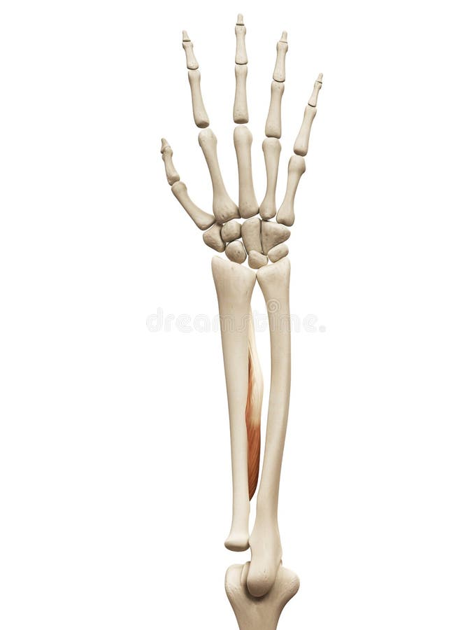 The flexor pollicis longus stock illustration. Illustration of muscle ...