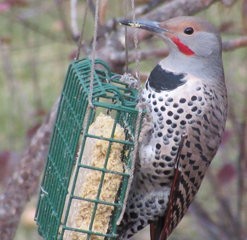Flicker feeding stock image. Image of autumn, flicker - 79162663