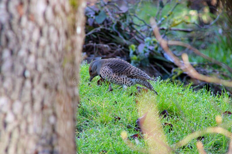 Gilded Flicker in the Grass 11 Stock Photo - Image of woodpecker ...