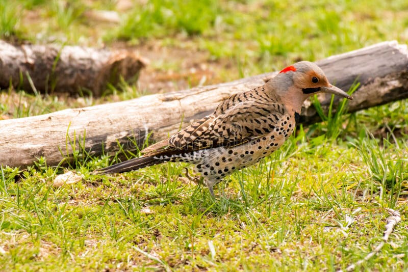 Flicker looking for ants stock image. Image of animal - 266705983