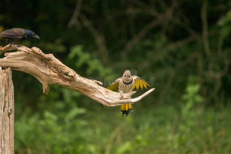Flicker shakily lands stock photo. Image of finch, flicker - 266670124