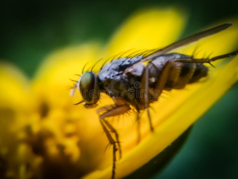 Fliege stockfoto. Bild von makro, fliege, wildnis, nave - 135859698