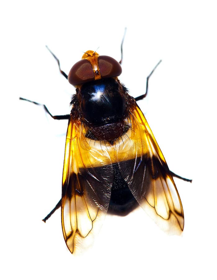 Fliege stockfoto. Bild von insekt, verhinderung, beschaffenheit - 15832294