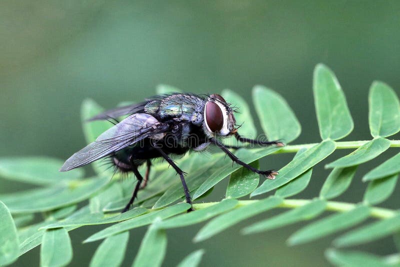 Fliege stockfoto. Bild von makro, fliege, nahaufnahme - 42804976