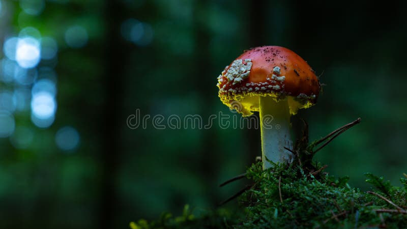 Fliege Agaric Oder Fliege Amanita Amanita Muscaria Ist Ein ...