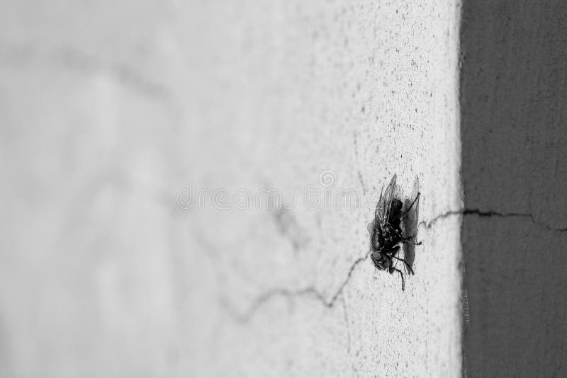 Fliege auf der Wand stockbild. Bild von tier, makro, programmfehler ...