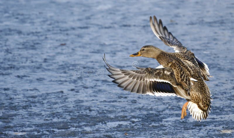 Fliege herauf Ente stockfoto. Bild von muttergesellschaft - 12969432