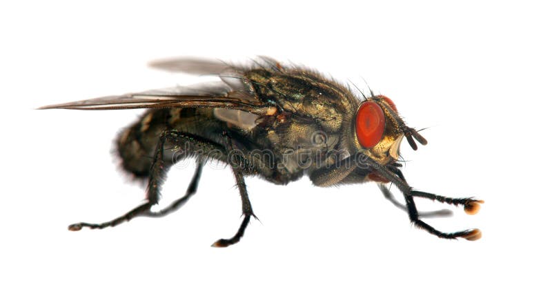 Nahaufnahme der Fliege stockbild. Bild von makro, kugel - 49139947