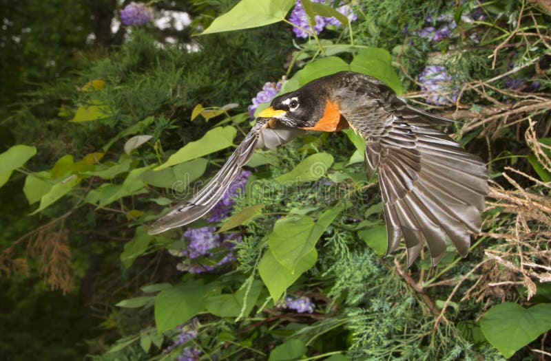 Wanderdrossel (Turdus Migratorius) Mit Nestlingen Im Nest Stockbild ...