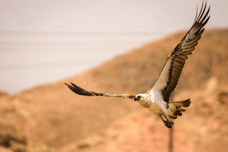 Falke Display_Arabian Falke Stockbild - Bild von brüter, flugwesen ...