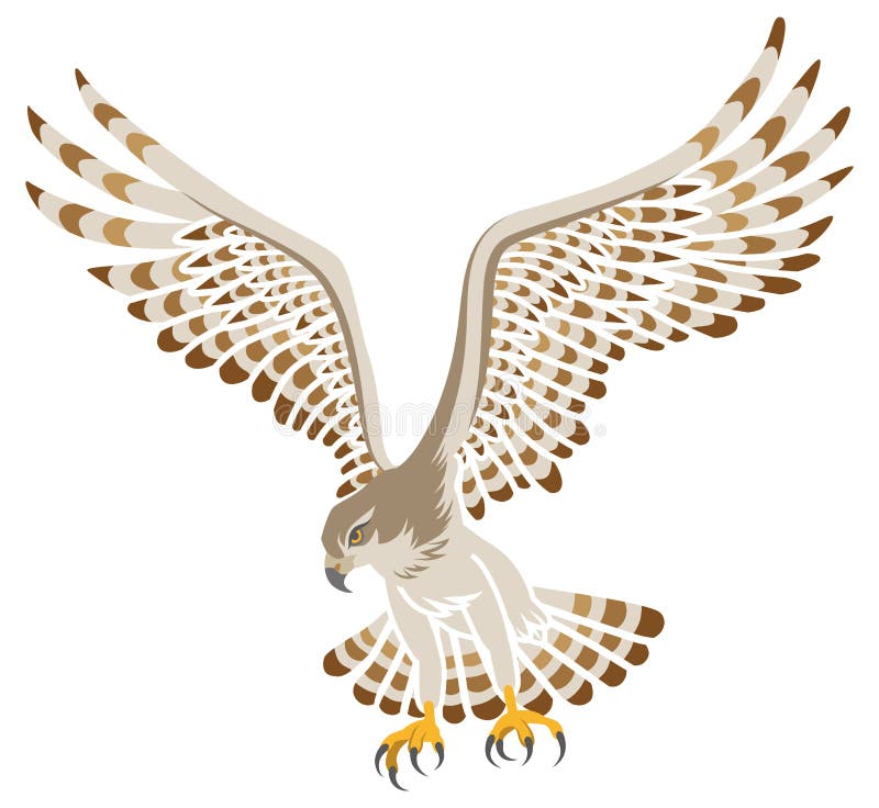 Fliegen-Falke, lokalisiert vektor abbildung. Illustration von vogel ...