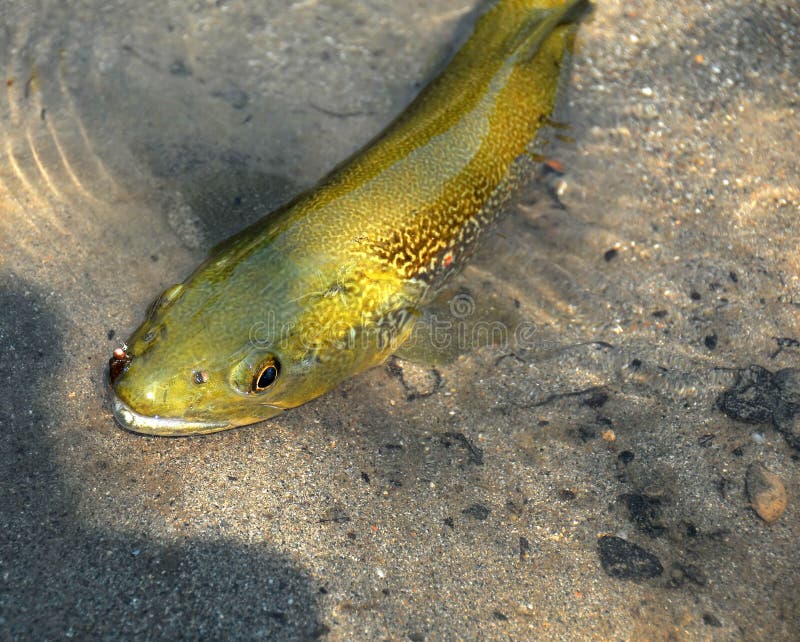 Fliegen-Fischen stockfoto. Bild von wild, nymphe, führen - 19281740 Fliegen-Fischen stockfoto. Bild von wild, nymphe, führen - 19281740