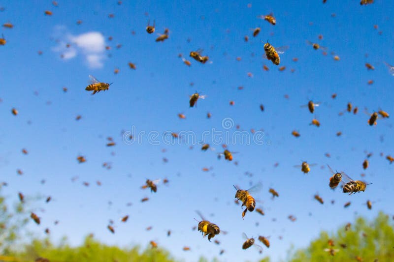 Fliegen Honey Bees stockbild. Bild von bienenzucht, fahrwerkbeine ...