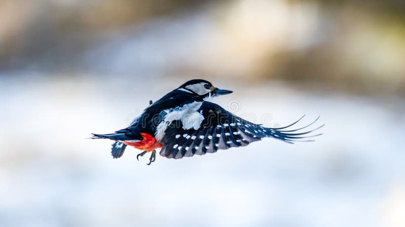 Fliegen-Buntspecht stockfoto. Bild von rußland, sperre - 61240682