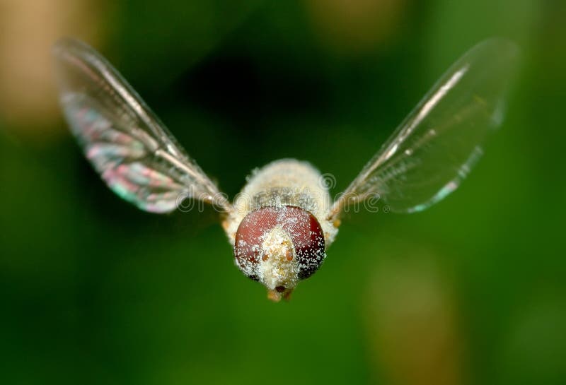 Fliegende Fliege stockbild. Bild von insekt, flug, tier - 12911723