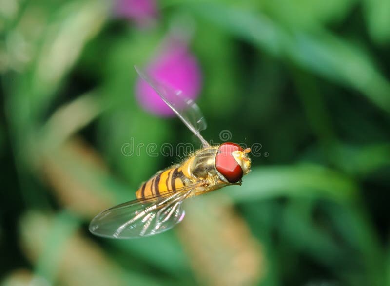 Fliegende Fliege stockbild. Bild von insekt, flug, tier - 12911723