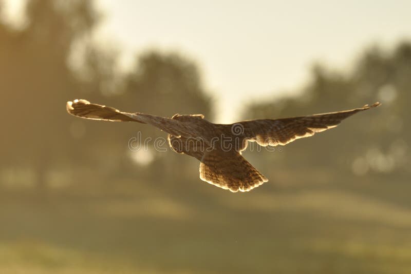 Fliegende long-eared Eule stockfoto. Bild von sonnenaufgang - 22306432