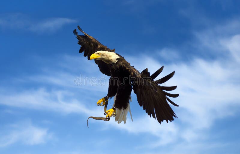 Fliegender Amerikanischer Adler Stockbild - Bild von freiheit, sorte ...