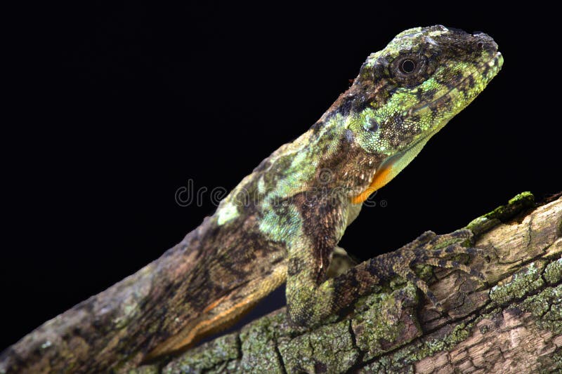 Draco Volans, Der Allgemeine Fliegende Drache Auf Dem Baum In ...