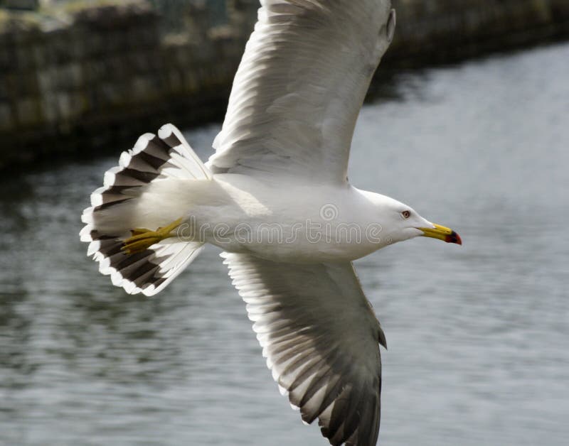 Fliegende Möwe stockbild. Bild von fliege, umgebung, nave - 97648725
