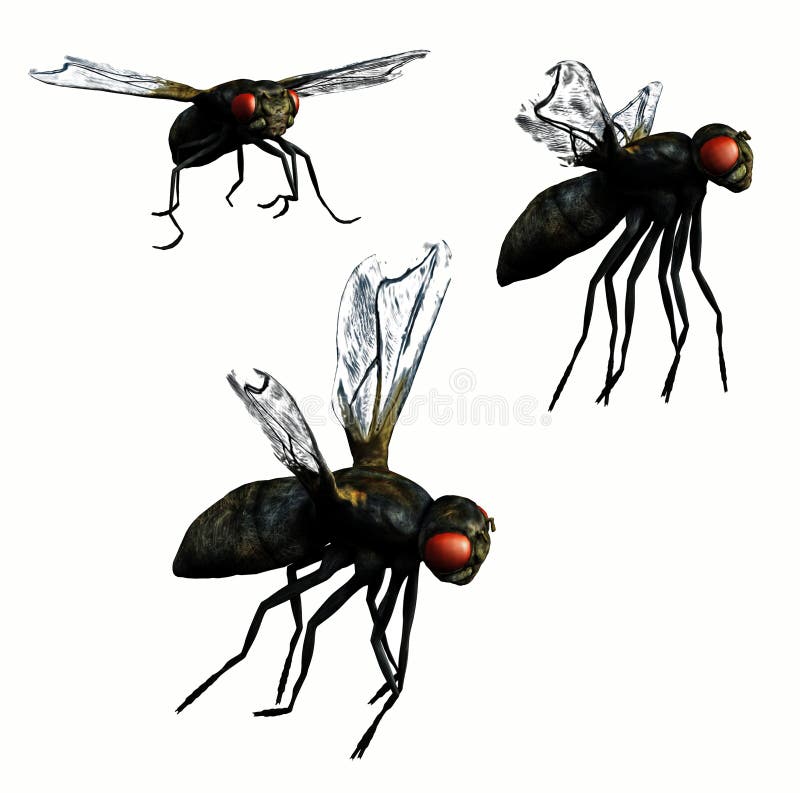 Bluebottle Flies Stock Illustrations – 6 Bluebottle Flies Stock ...