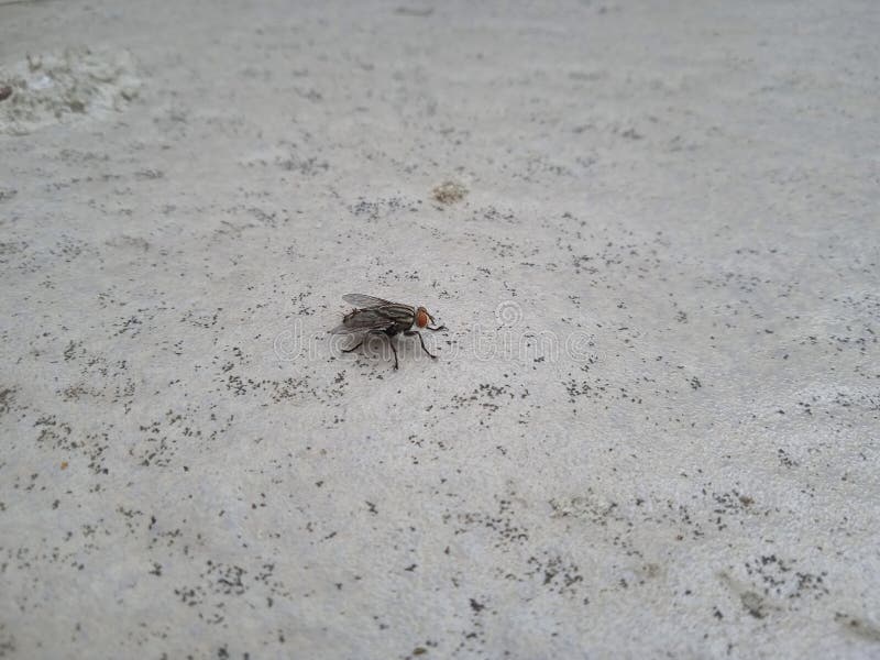 Flies, Belonging To the Order Diptera, are Characterized by Having only ...