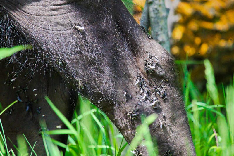 Flies Biting the Leg of a Buffalo To Feed on it`s Blood Stock Photo ...